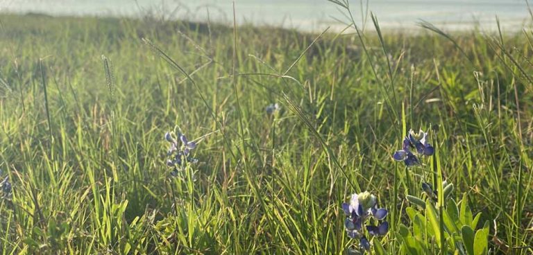 Three Rivers Chamber of Commerce | Welcome to Three Rivers, Texas