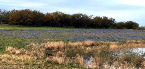 Three Rivers Chamber of Commerce | Welcome to Three Rivers, Texas