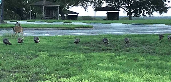 Three Rivers Chamber of Commerce | Welcome to Three Rivers, Texas